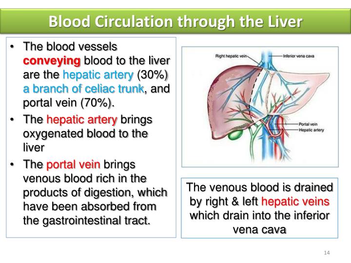 PPT - Liver & Spleen PowerPoint Presentation - ID:2118838