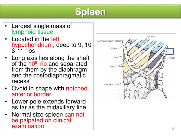 PPT - Liver & Spleen PowerPoint Presentation - ID:2118838