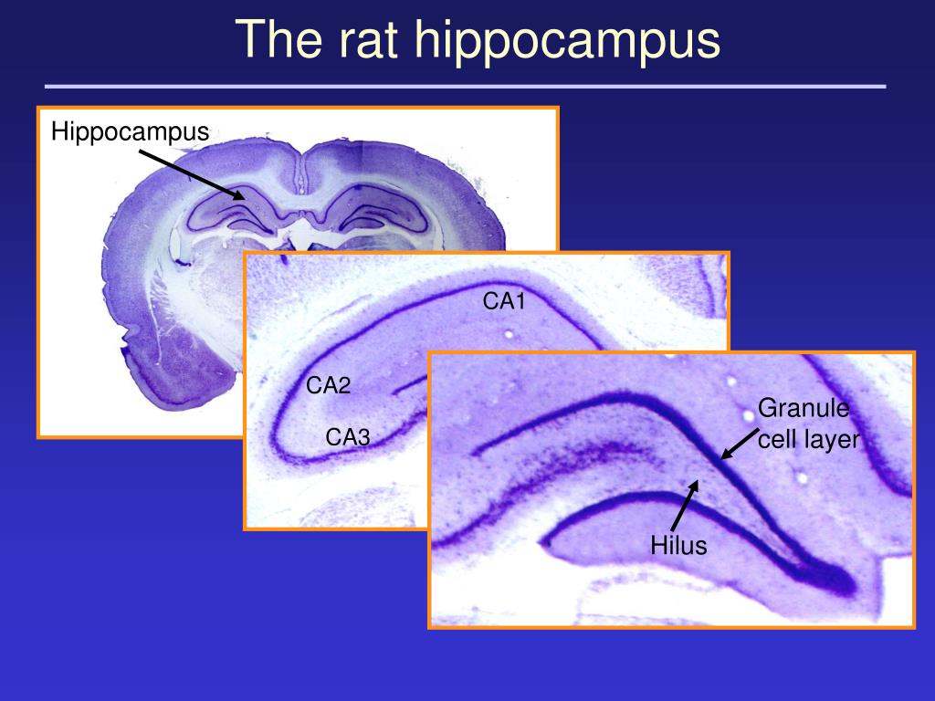 PPT - Effects of testosterone and social interactions on adult ...