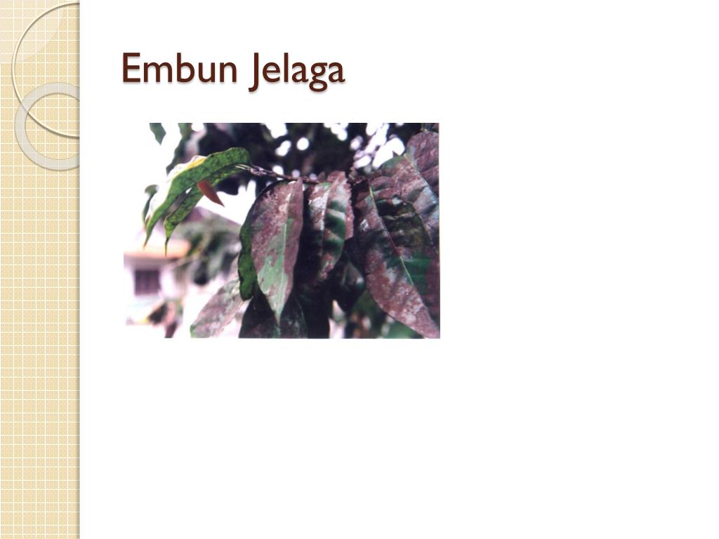 PPT - GEJALA DAN PENGUKURAN PENYAKIT TUMBUHAN PowerPoint Presentation ...