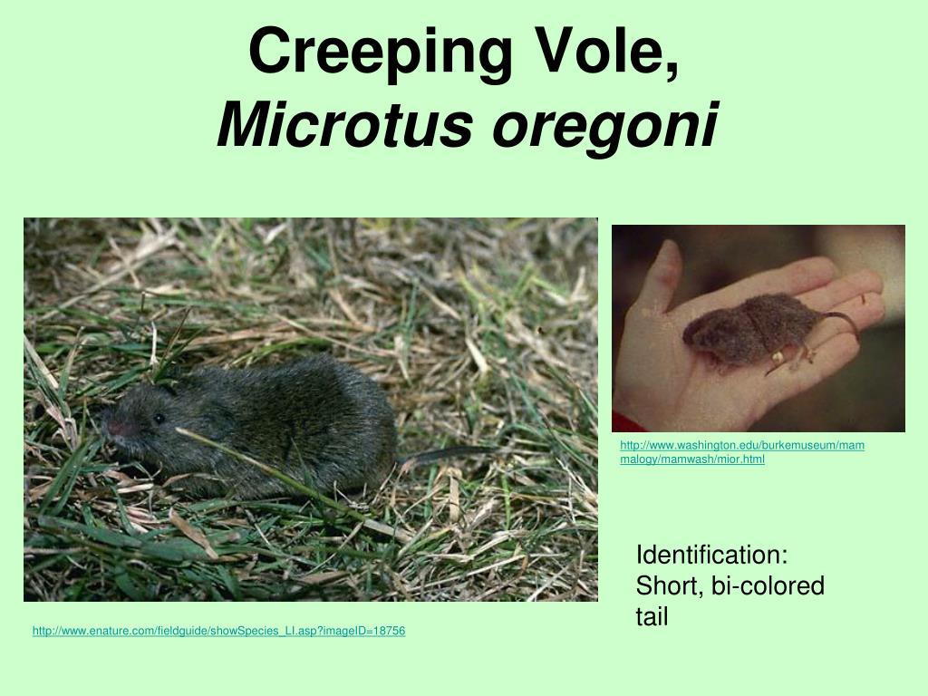 PPT - Clatsop County Mammals: Eight small prey items for larger ...