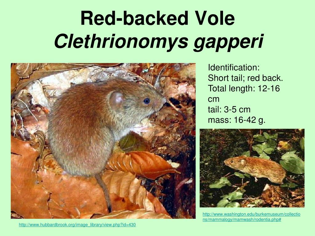 PPT - Exploring the Mammals of Clatsop County: Small Prey of Larger ...