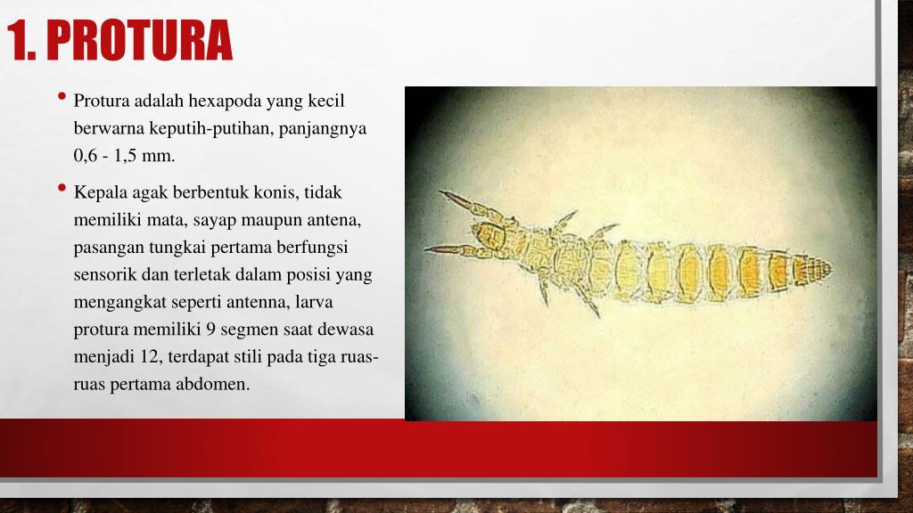 PPT - ORDO PROTURA, COLLEMBOLA, DAN DIPLURA PowerPoint Presentation ...