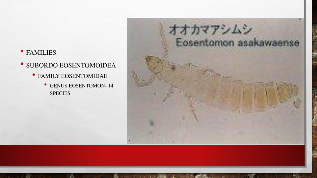 PPT - ORDO PROTURA, COLLEMBOLA, DAN DIPLURA PowerPoint Presentation ...