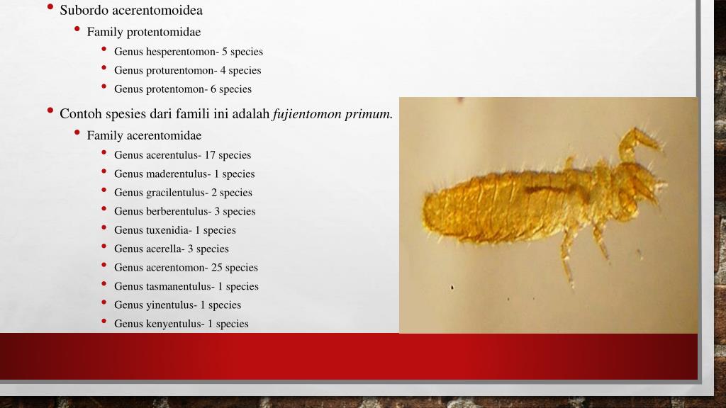 PPT - ORDO PROTURA, COLLEMBOLA, DAN DIPLURA PowerPoint Presentation ...
