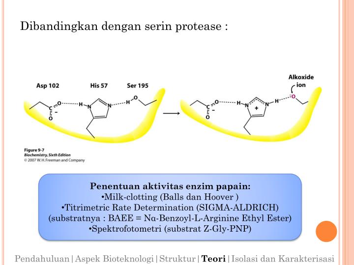 PPT - PAPAIN (EC 3.4.22.2) PowerPoint Presentation - ID:2119852