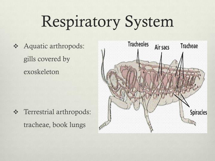 PPT - Phyla : Arthropoda PowerPoint Presentation - ID:2119862
