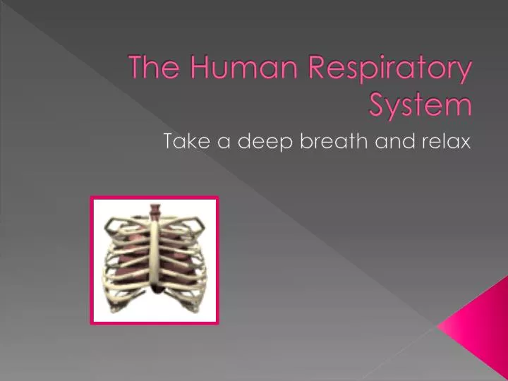 PPT - The Human Respiratory System PowerPoint Presentation, free ...