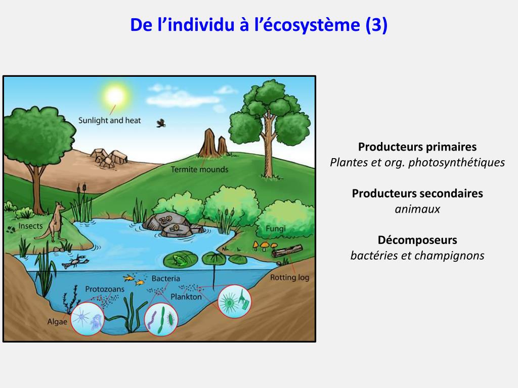 PPT - Impacts des changements globaux récents sur les écosystèmes ...