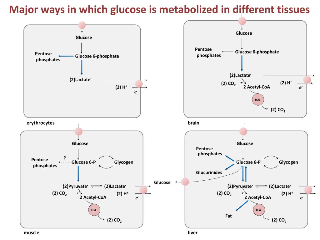 PPT - Glycolysis Biochemistry, 4 th edition, RH Garrett & CM Grisham ...