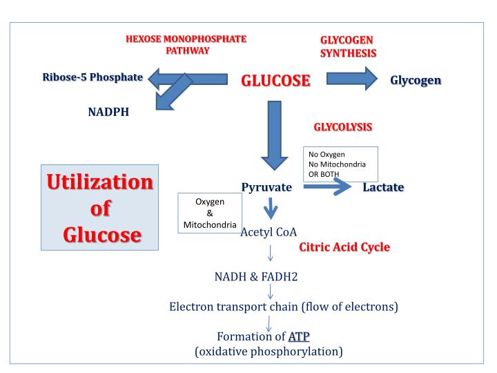 PPT - Introduction to glucose metabolism PowerPoint Presentation - ID ...