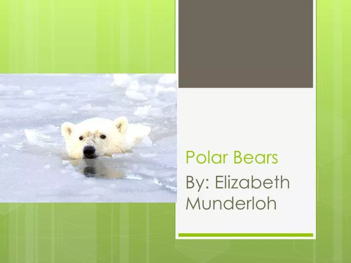 PPT - Polar Bears PowerPoint Presentation, free download - ID:2120144