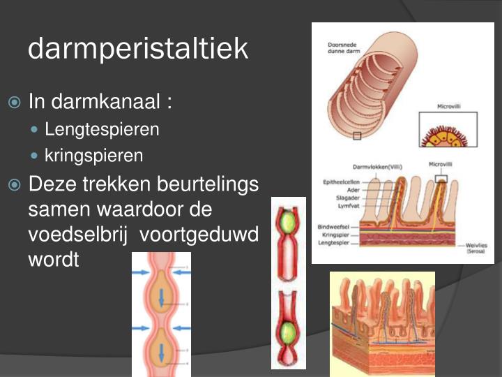 PPT - Het verteringsstelsel PowerPoint Presentation - ID:2120233
