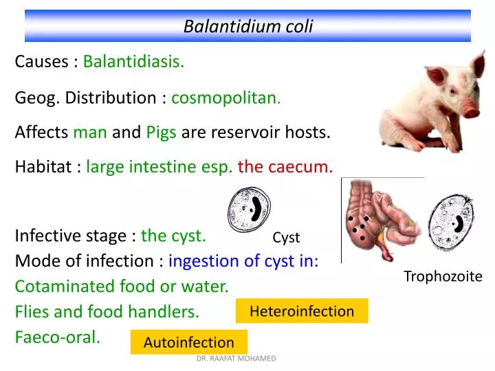 PPT - Balantidium coli PowerPoint Presentation - ID:2120321