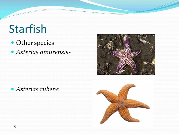 PPT - Cell Division in Starfish PowerPoint Presentation - ID:2120345