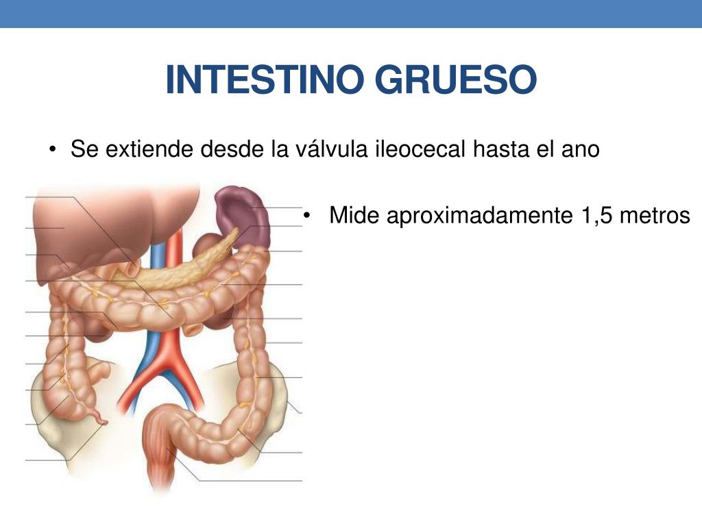 PPT - INTESTINO DELGADO , INTESTINO GRUESO PowerPoint Presentation ...