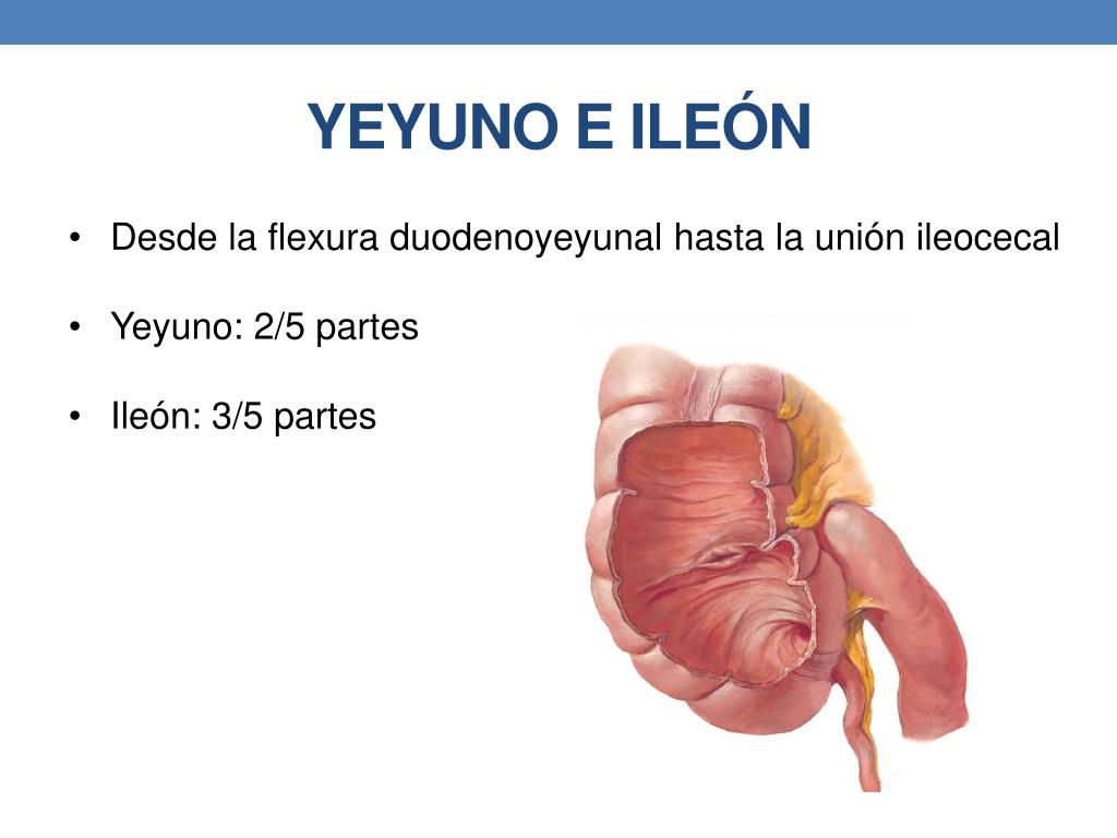 PPT - INTESTINO DELGADO , INTESTINO GRUESO PowerPoint Presentation ...