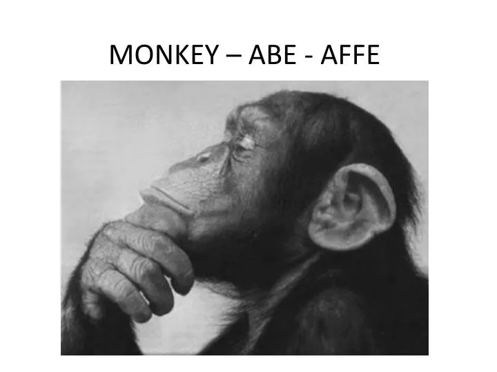 PPT - MONKEY – ABE - AFFE PowerPoint Presentation, free download - ID ...