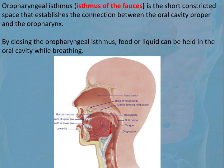 PPT - ANATOMY OF THE DIGESTIVE SYSTEM PowerPoint Presentation - ID:2120484