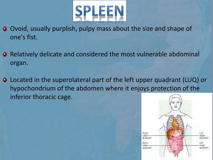 PPT - ANATOMY OF THE DIGESTIVE SYSTEM PowerPoint Presentation - ID:2120484