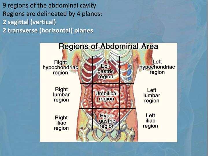 PPT - ANATOMY OF THE DIGESTIVE SYSTEM PowerPoint Presentation - ID:2120484