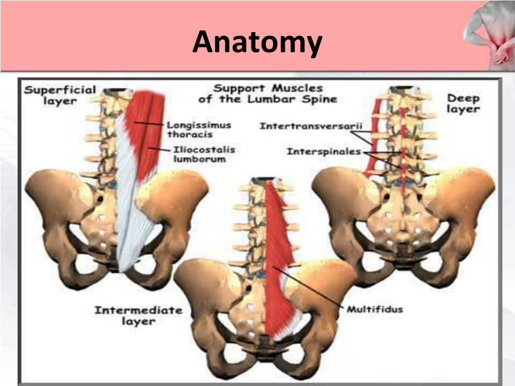 PPT Lower Back Pain PowerPoint Presentation Free Download ID 2120524