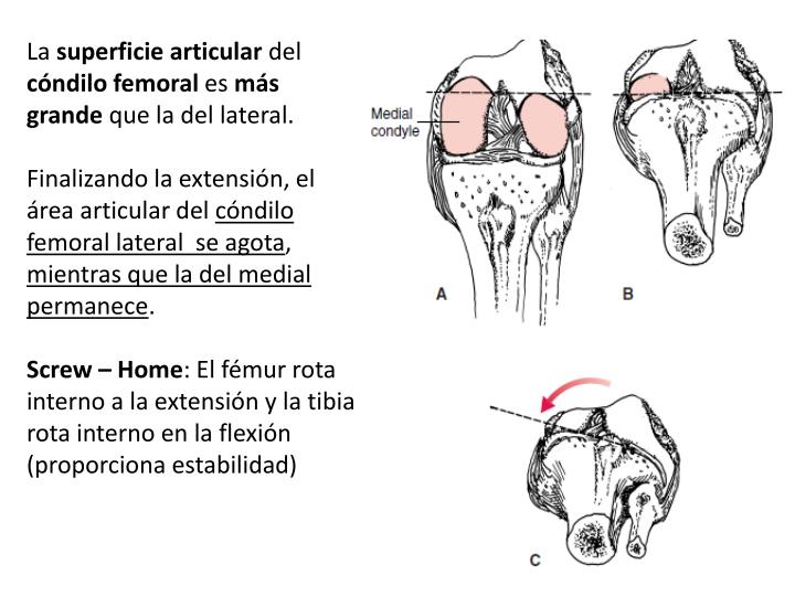 PPT - RODILLA Y TOBILLO PowerPoint Presentation - ID:2120527