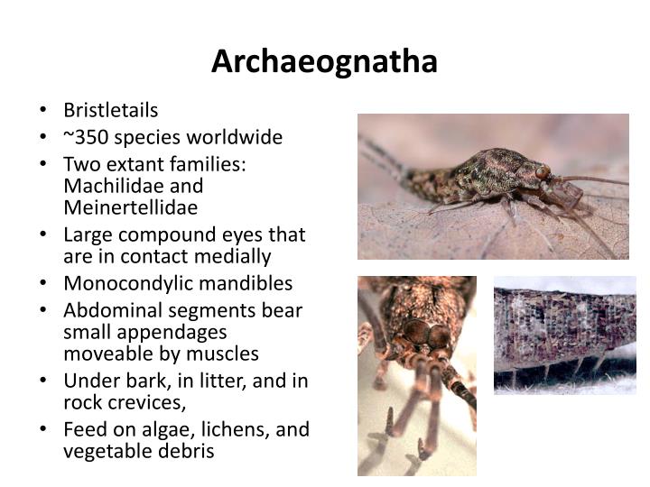 PPT - Insect Classification & Phylogenetics Non-insect hexapods and ...