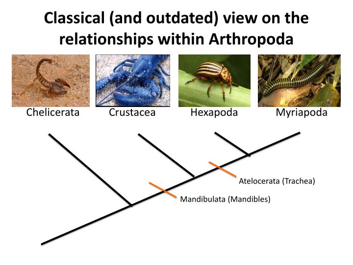 PPT - Insect Classification & Phylogenetics Non-insect hexapods and ...