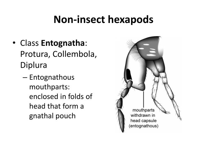 PPT - Insect Classification & Phylogenetics Non-insect hexapods and ...
