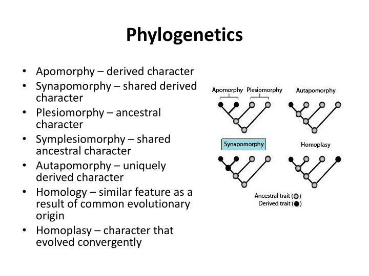 PPT - Insect Classification & Phylogenetics Non-insect hexapods and ...