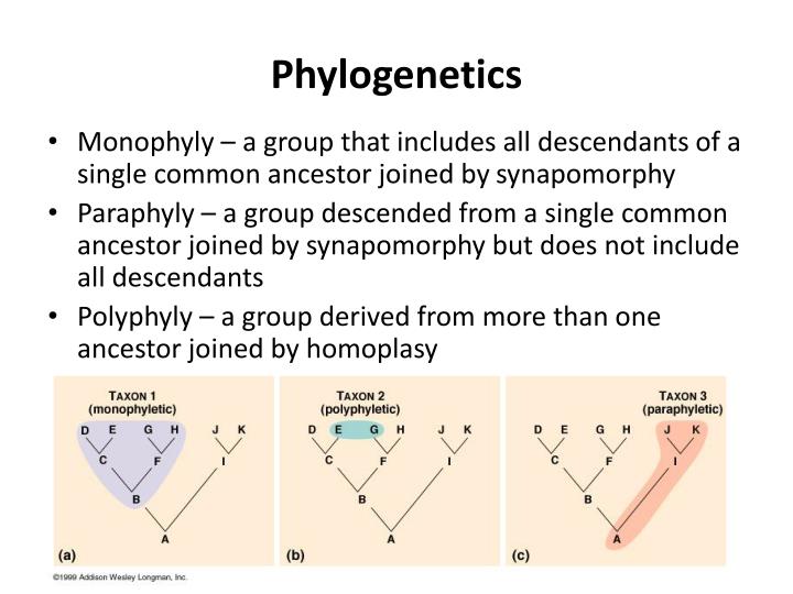 PPT - Insect Classification & Phylogenetics Non-insect hexapods and ...