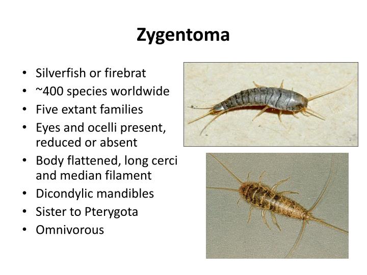 PPT - Insect Classification & Phylogenetics Non-insect hexapods and ...