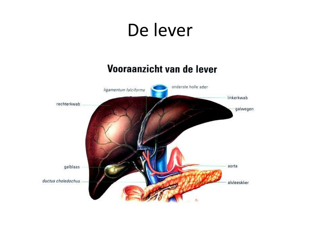 PPT - Hoe wordt alcohol door het lichaam opgenomen? PowerPoint ...