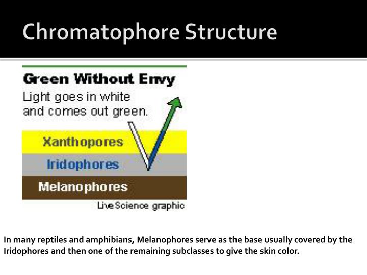 PPT - CHROMATOPHORES PowerPoint Presentation - ID:2120782