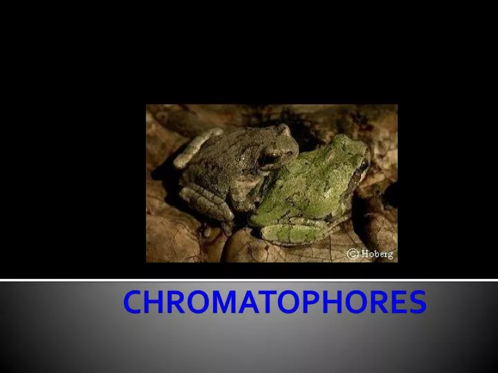 PPT - CHROMATOPHORES PowerPoint Presentation, free download - ID:2120782