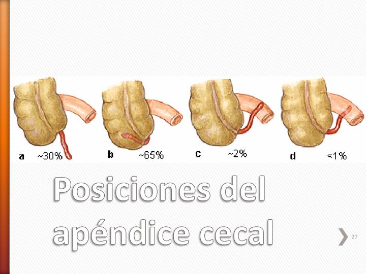 PPT - Intestino Delgado y Colon PowerPoint Presentation - ID:2120833
