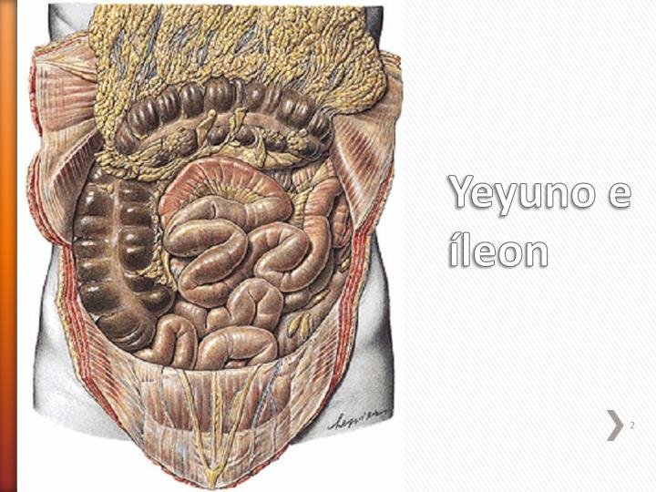 PPT - Intestino Delgado y Colon PowerPoint Presentation - ID:2120833