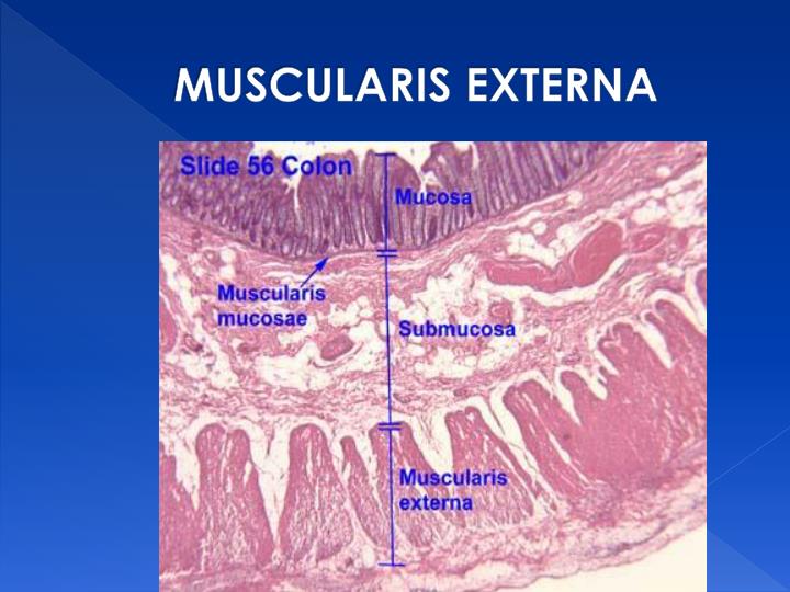 PPT - LARGE INTESTINE PowerPoint Presentation - ID:2120890
