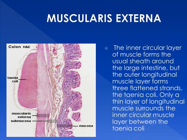 PPT - LARGE INTESTINE PowerPoint Presentation - ID:2120890