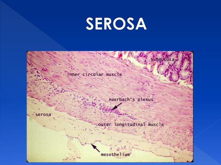 PPT - LARGE INTESTINE PowerPoint Presentation - ID:2120890