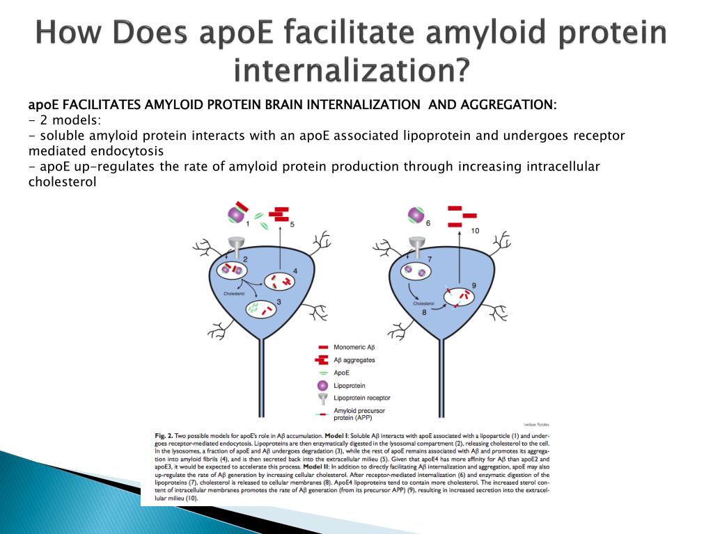 PPT - Amyloid , Amyloid Precursor Proteins and Alzheimer’s PowerPoint ...