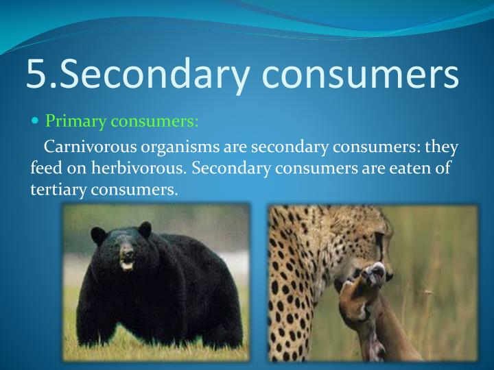 PPT - Trophic relationship PowerPoint Presentation - ID:2121175