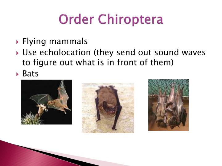 PPT - Class Mammalia PowerPoint Presentation - ID:2121246