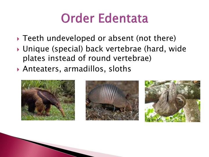 PPT - Class Mammalia PowerPoint Presentation - ID:2121246
