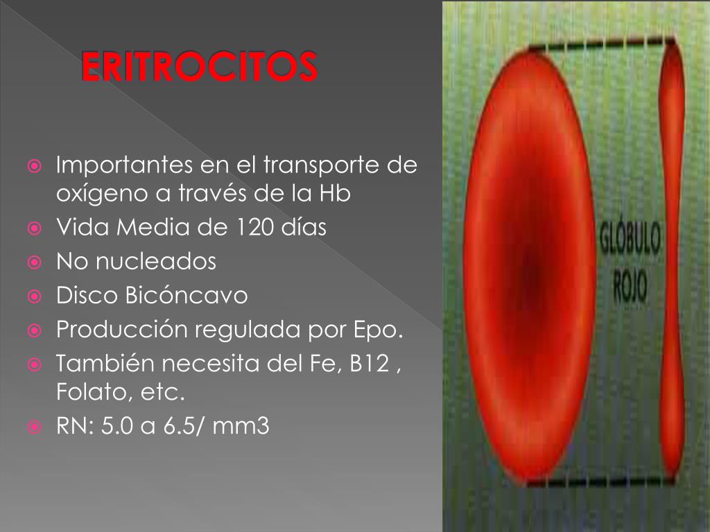 PPT - INTERPRETACION DEL HEMOGRAMA EN PEDIATRIA PowerPoint Presentation ...