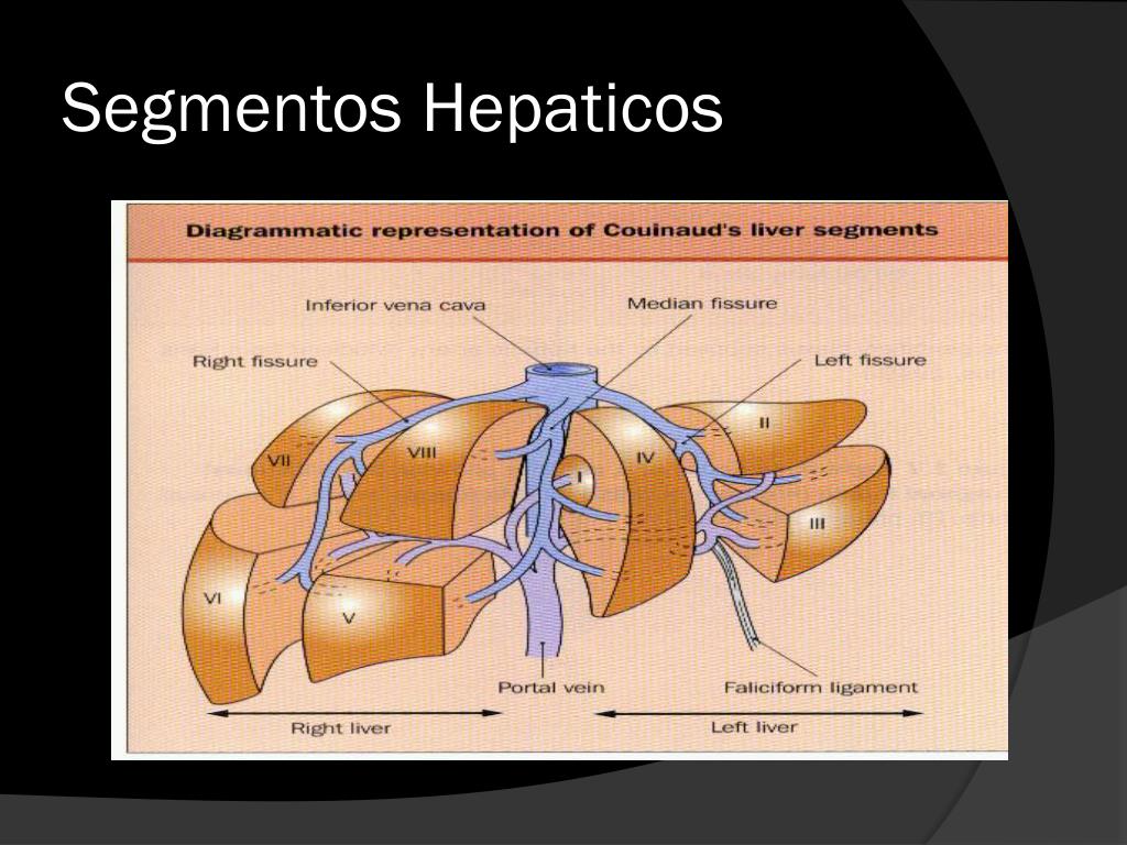 PPT - Anatomía y Fisiología del Hígado e Hipertensión Portal PowerPoint ...