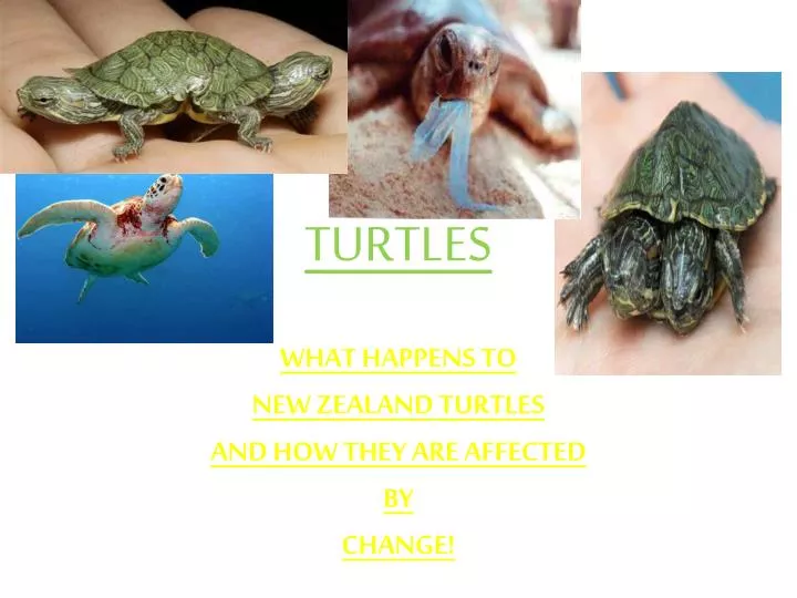 PPT - TURTLES PowerPoint Presentation, free download - ID:2121461