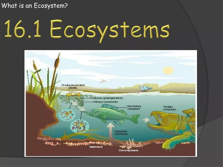 PPT - What is an Ecosystem? PowerPoint Presentation, free download - ID ...