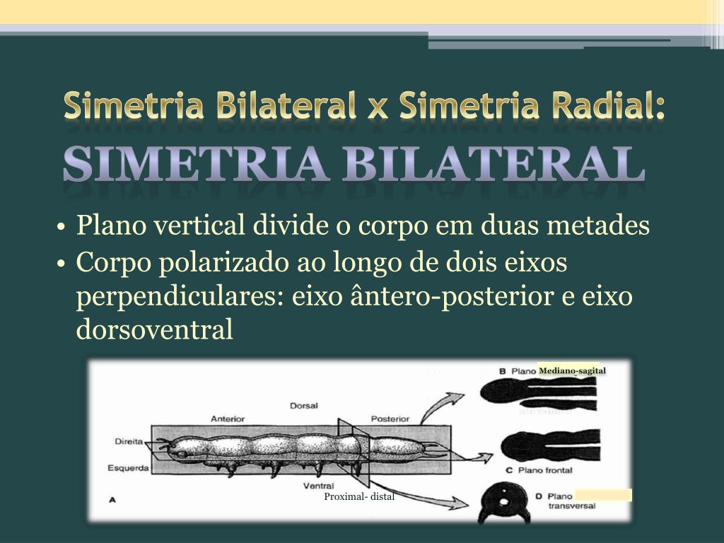 PPT - Evolução da arquitetura animal: Radiata para bilateria PowerPoint ...
